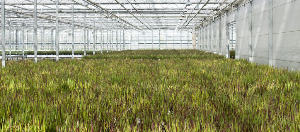 Hoogeveen Plants | Hoogeveen Plants